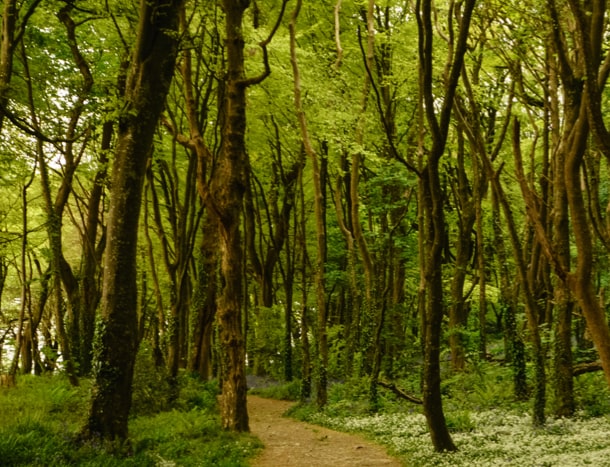 Forest Industries Ireland - IBEC