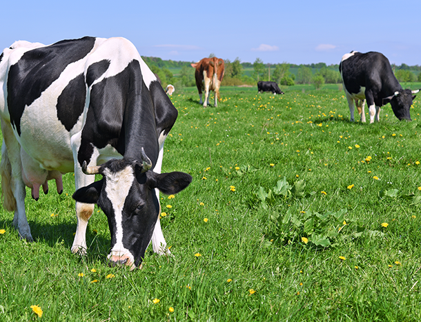 Our Industry - Dairy Industry Ireland